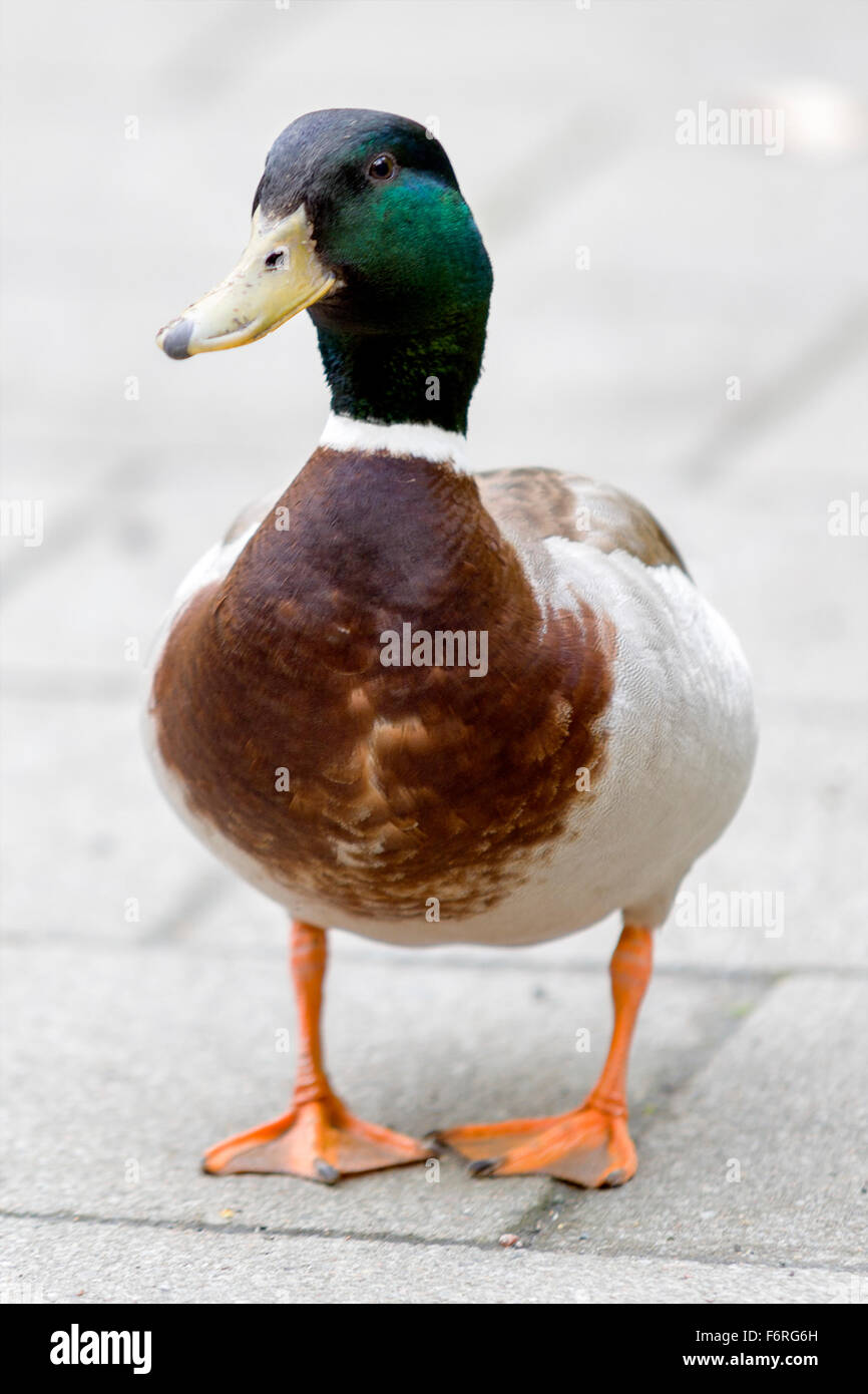 Duck front view hi-res stock photography and images - Alamy