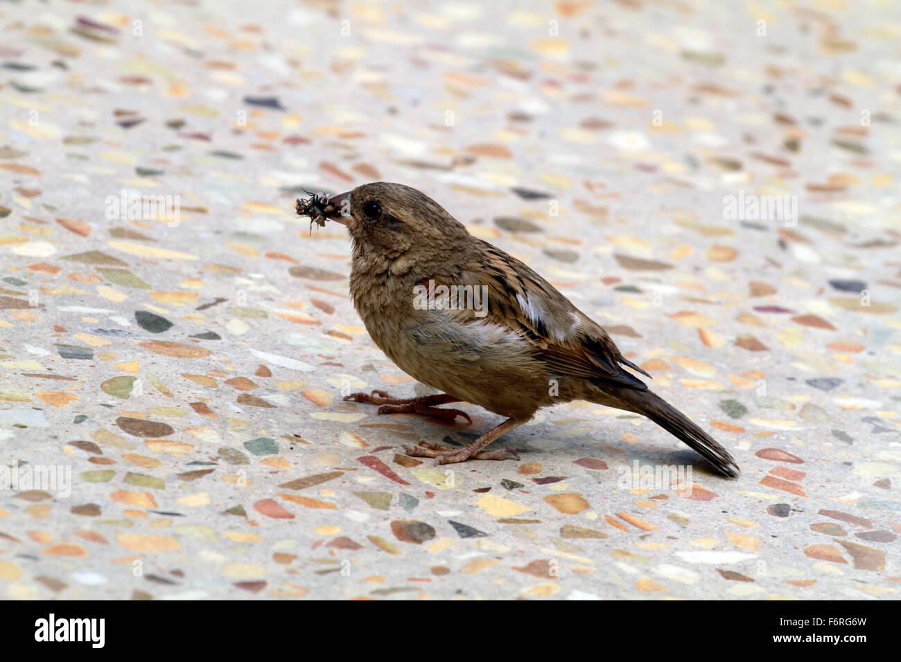 Female cape sparrow mossie passer hi-res stock photography and images ...