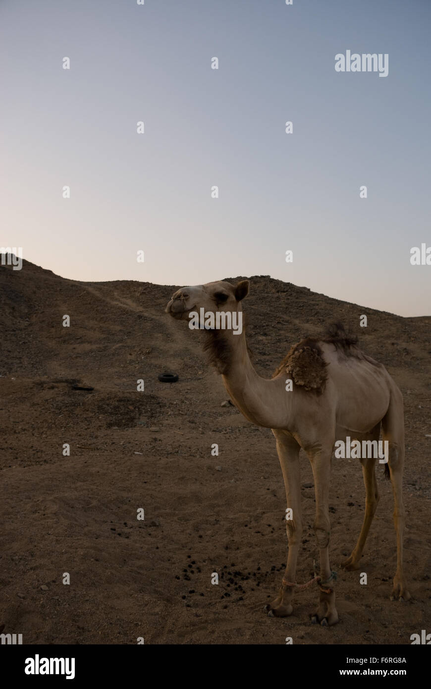 Grinning camel hi-res stock photography and images - Alamy