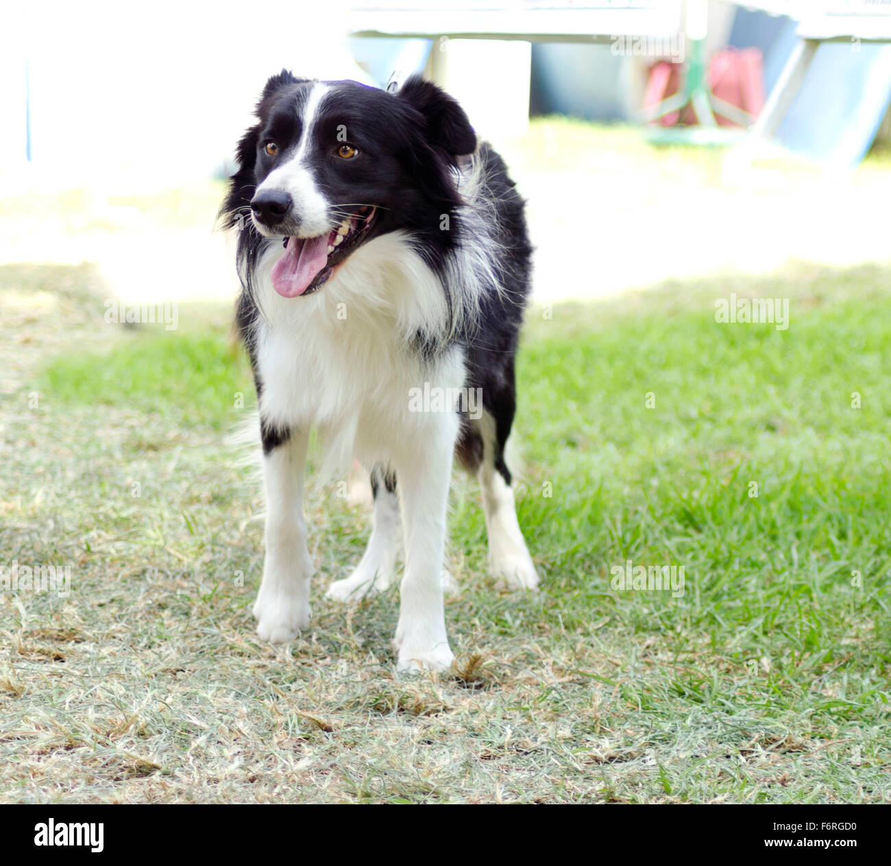 Border Collie Blanc Vox / Reuen / Honden | True North Border Collies