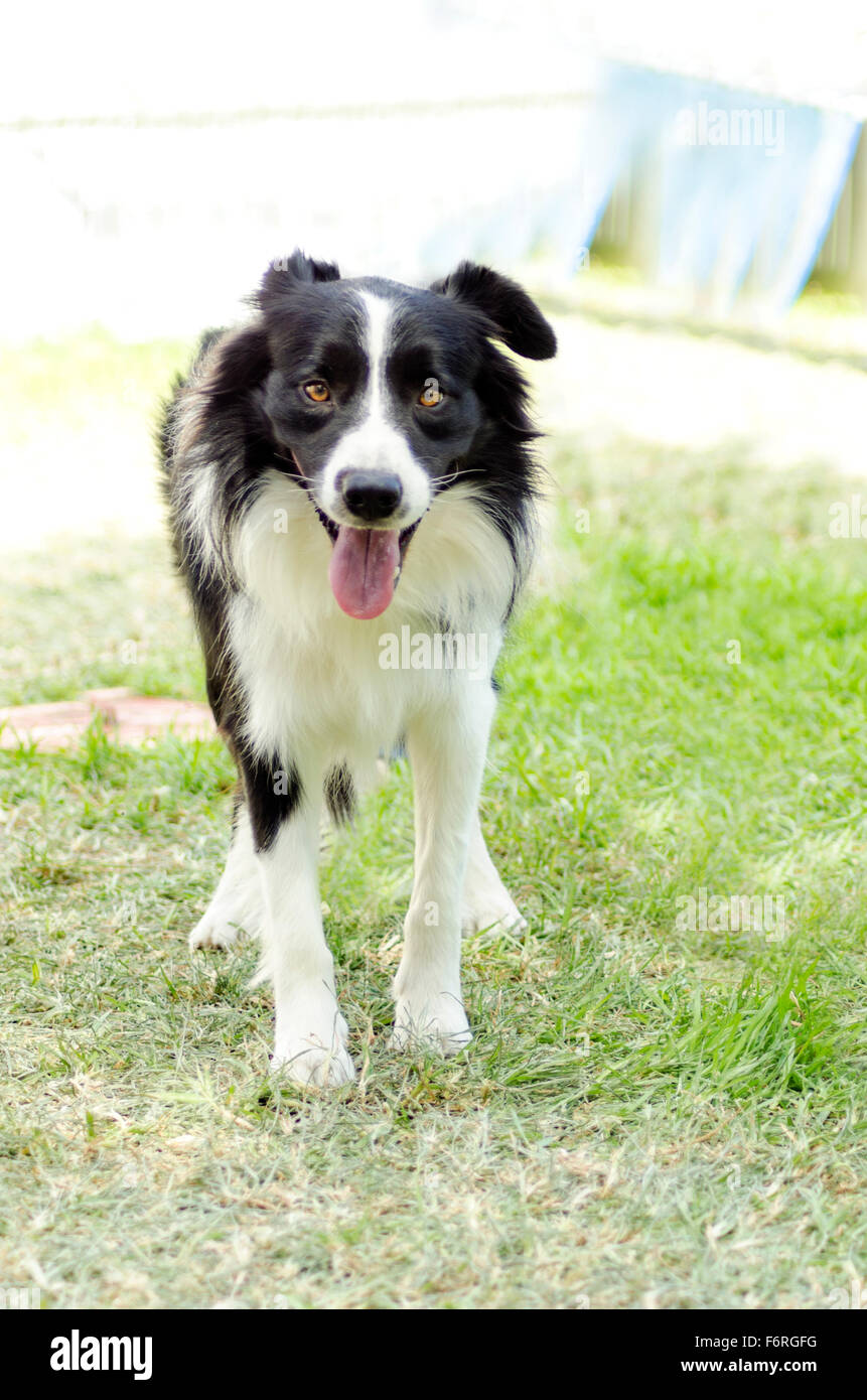 Scottish Sheep Hound
