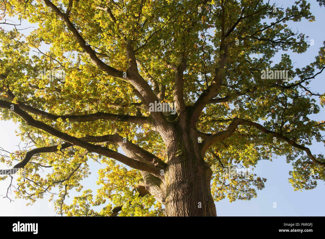 Canopy of leaves hi-res stock photography and images - Alamy