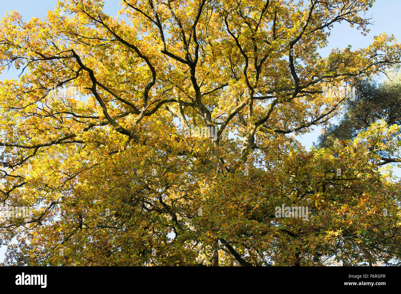 Leaf canopy hi-res stock photography and images - Alamy
