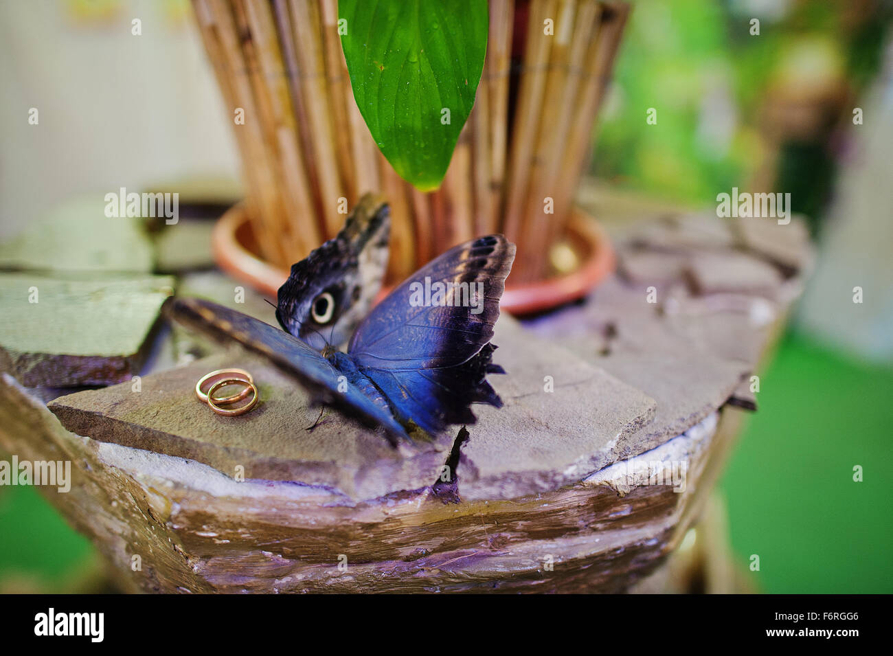Butterfly with wedding rings Stock Photo - Alamy