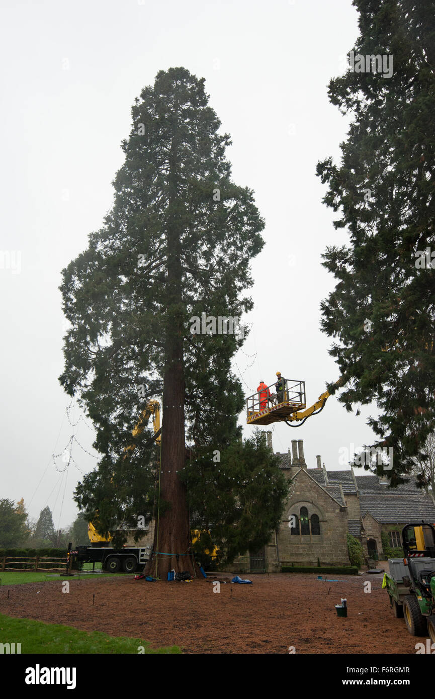 Wakehurst, UK. 19th Nov, 2015. UK’s tallest living Christmas tree is ...