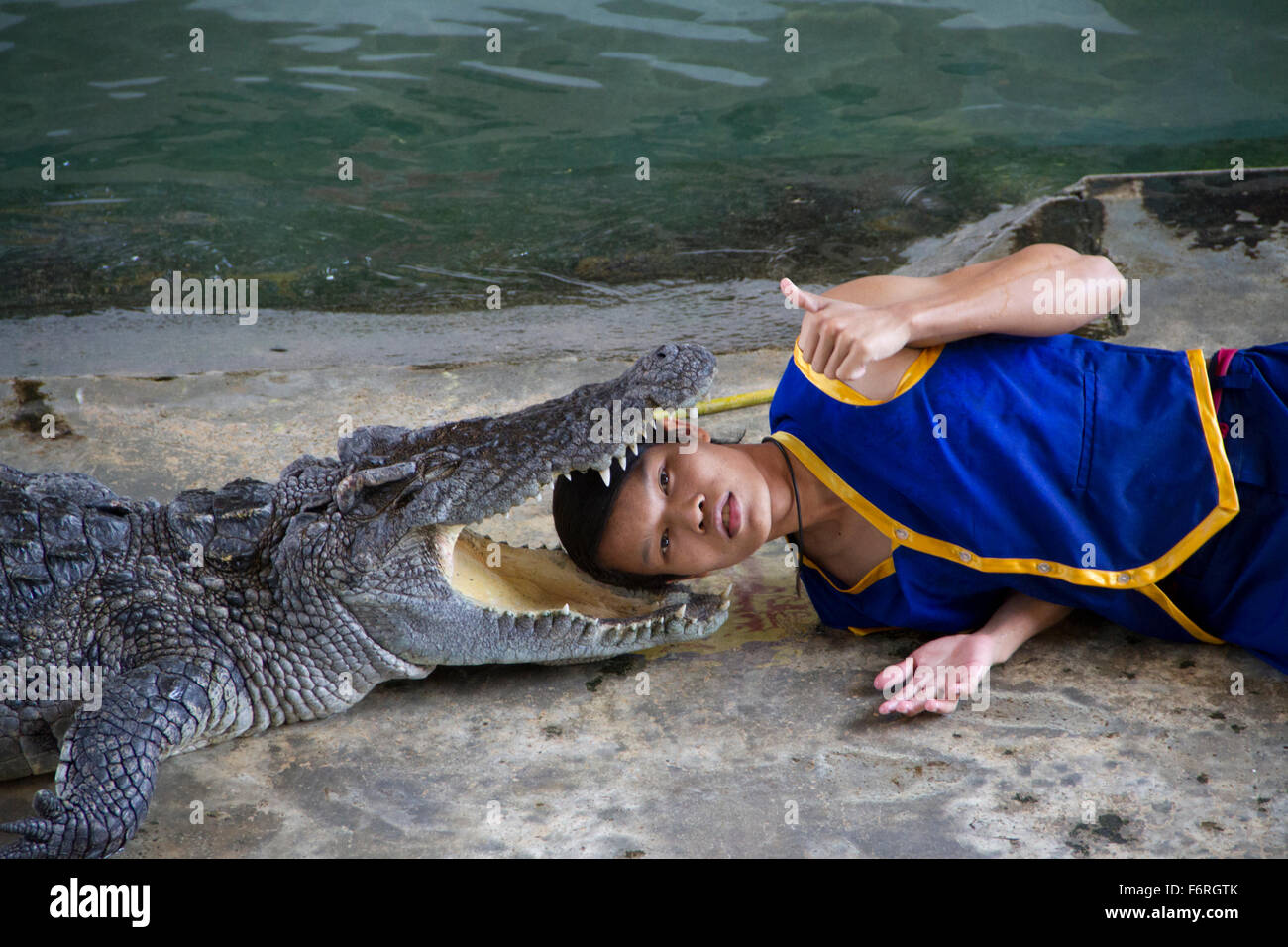 A crocodile handler puts his head in a crocodile's mouth during a show ...