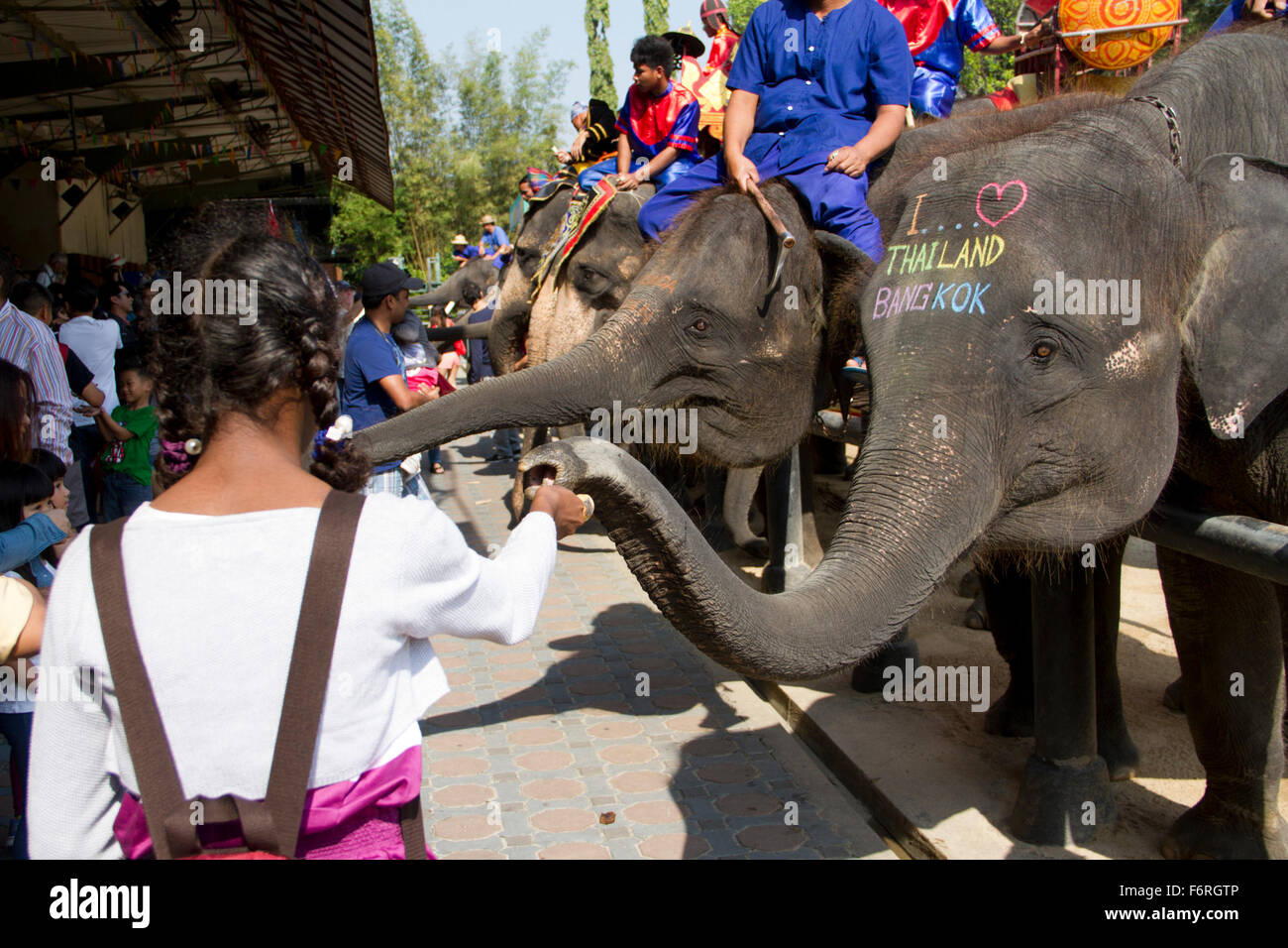 People feed elephants at the Samphran Elephant Ground and Zoo in Nakhon ...