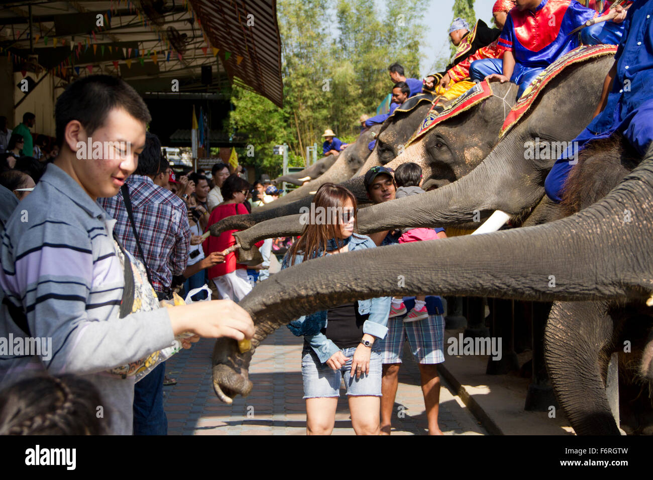 People feed elephants at the Samphran Elephant Ground and Zoo in Nakhon ...