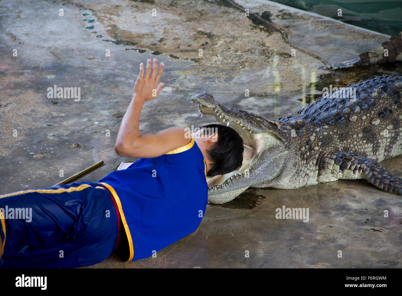 A crocodile handler puts his head in a crocodile's mouth during a show ...
