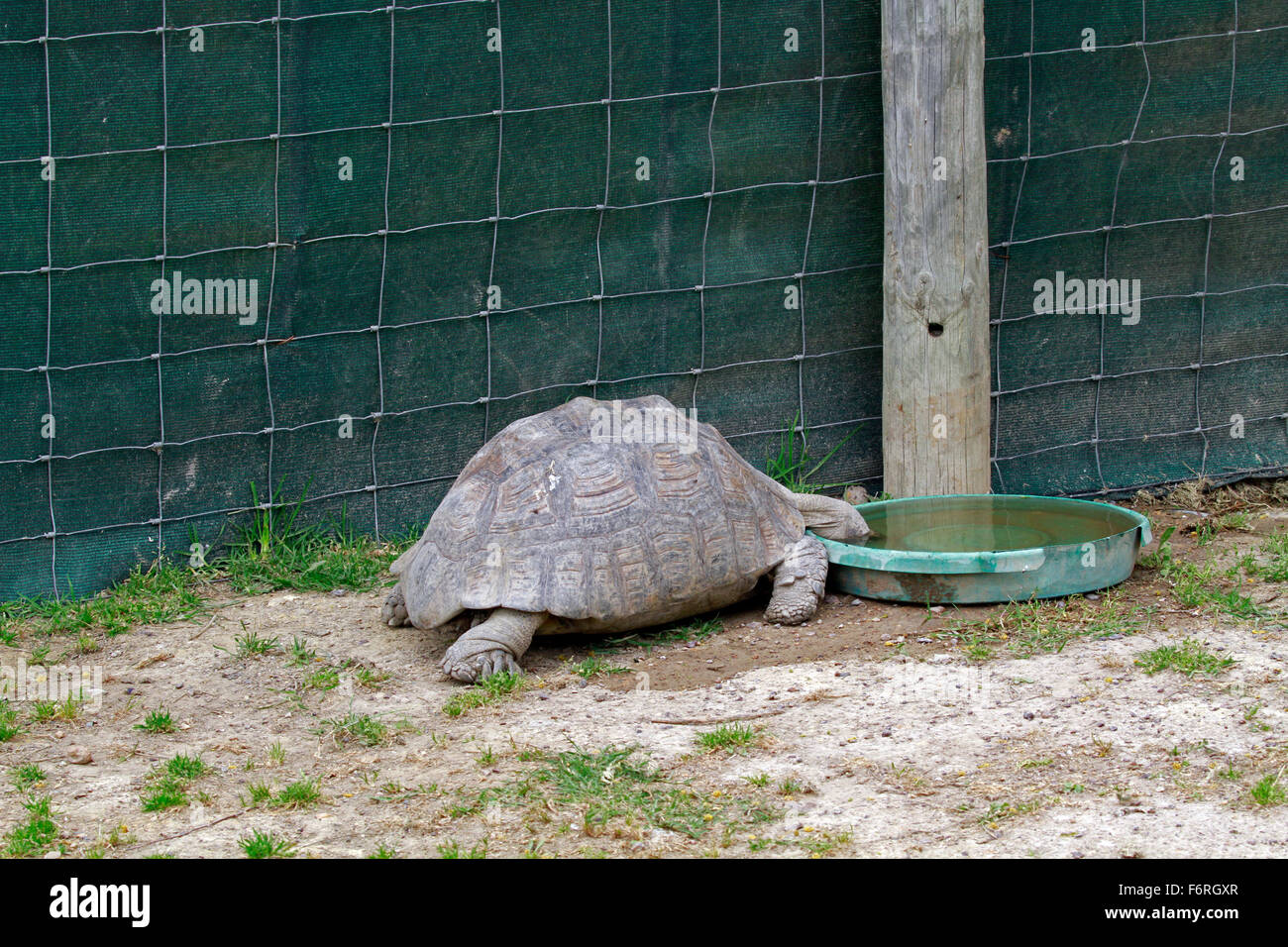 A angulate tortoise (Chersina angulata), bowsprit tortoise drinking ...