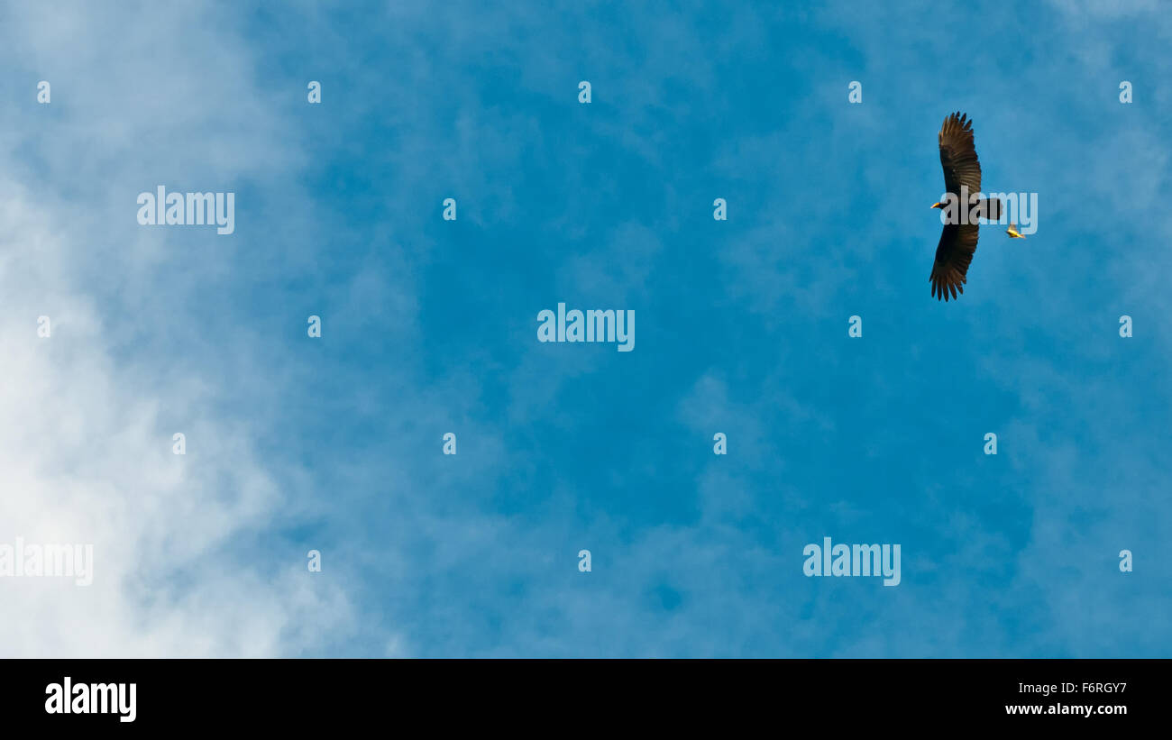 Chasing an Eagle Stock Photo - Alamy