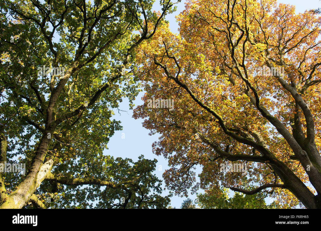 Quercus oak tree fall color hi-res stock photography and images - Alamy
