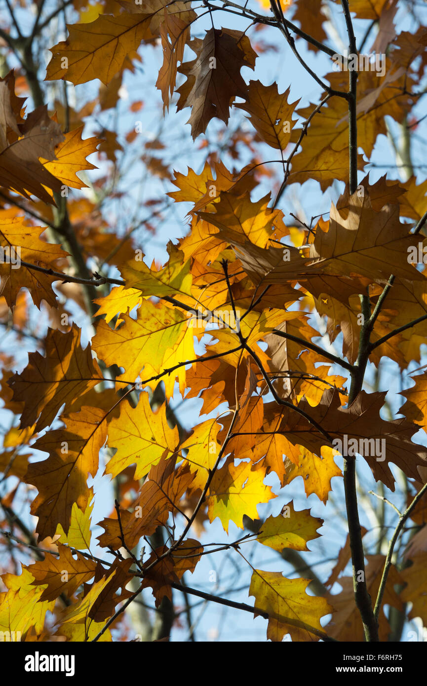 Red oak tree hi-res stock photography and images - Alamy