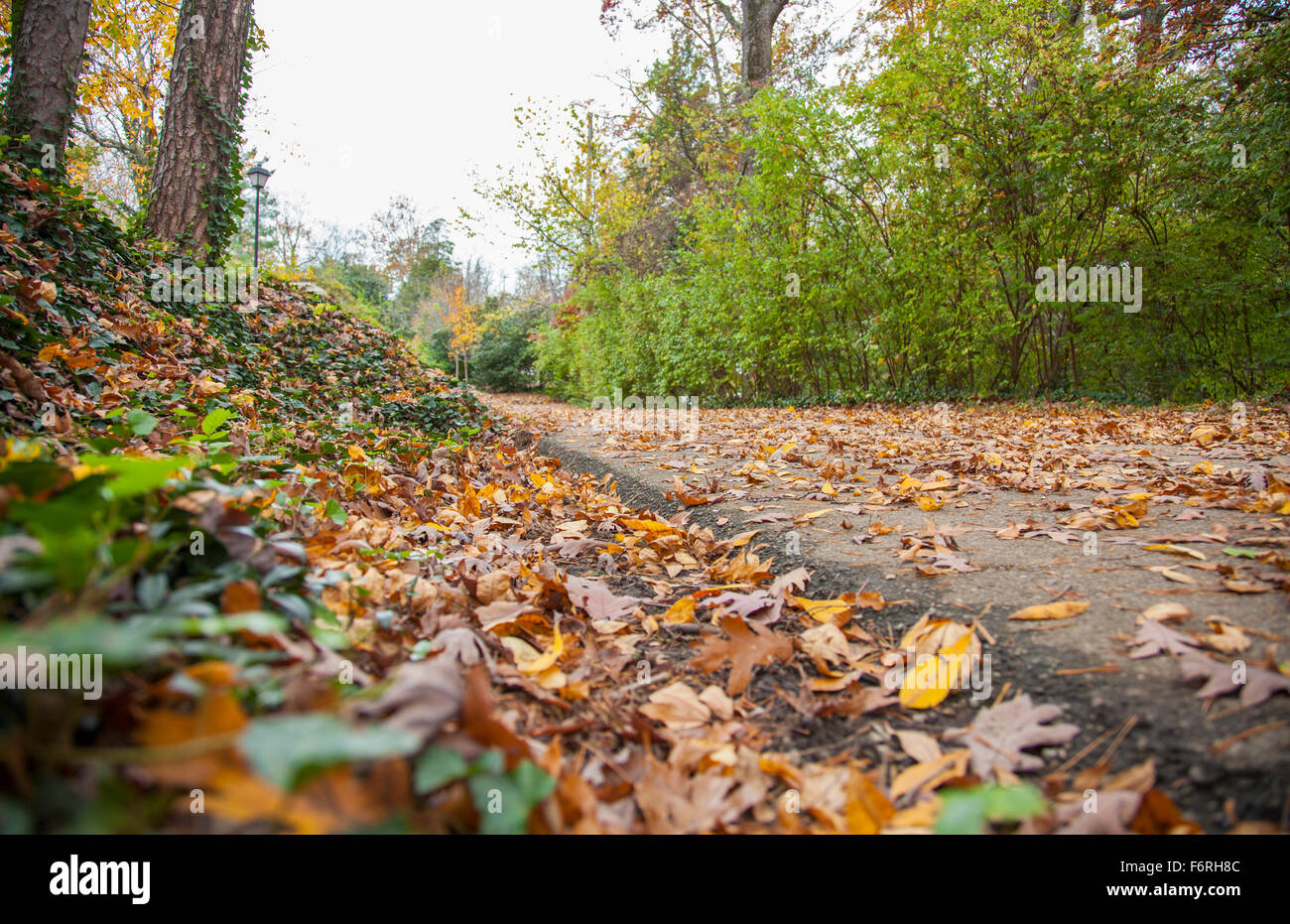 Georgia fall leaves hi-res stock photography and images - Alamy