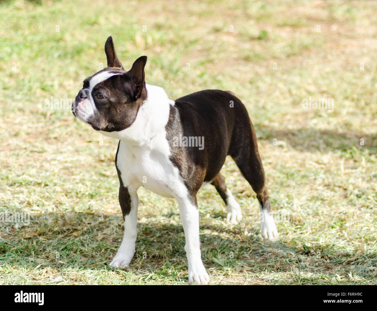 A small, young, beautiful, black and white Boston Terrier dog standing ...