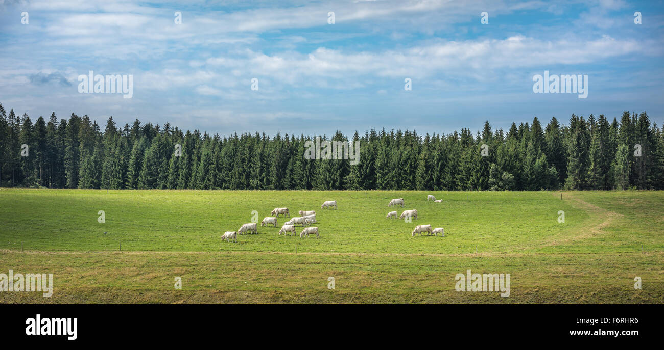 Cows in a green field Stock Photo - Alamy