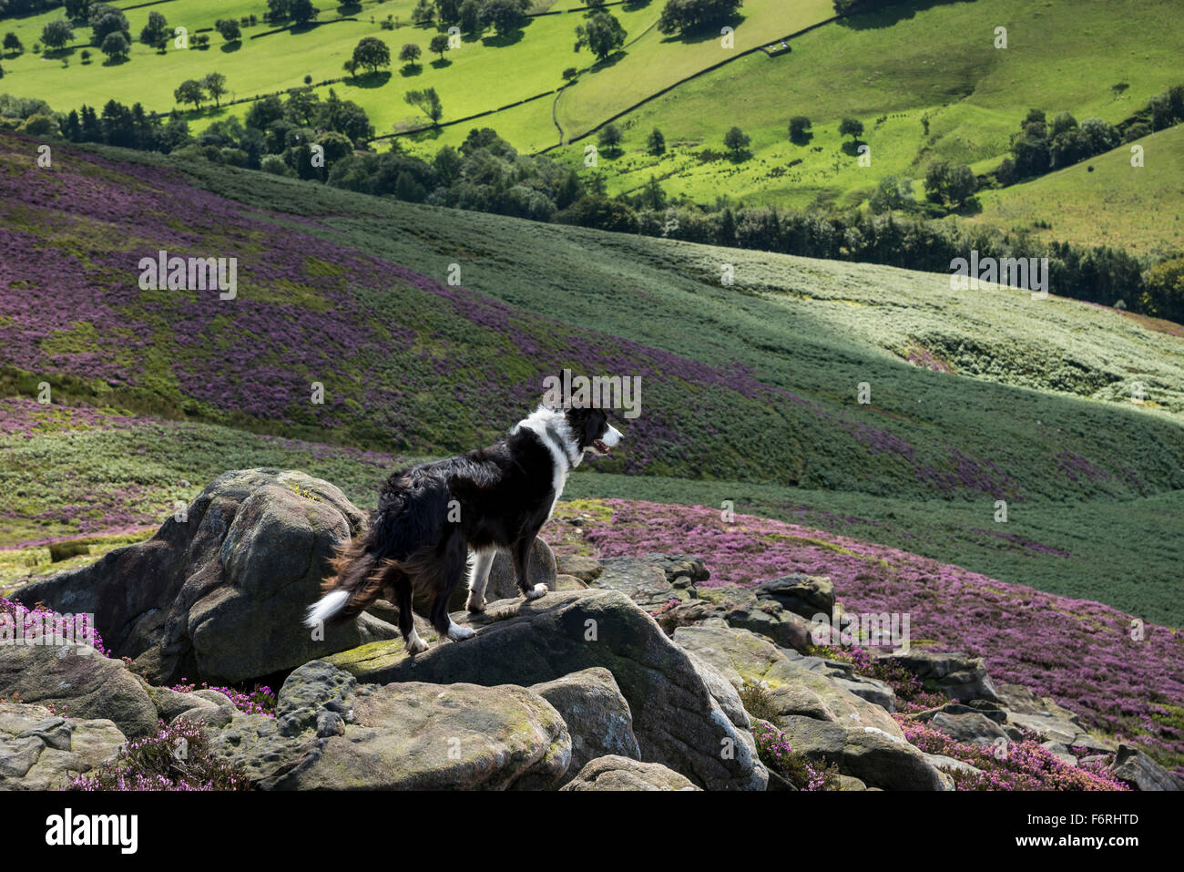 Border Collie stood on rocks enjoying a view of the green hills above ...