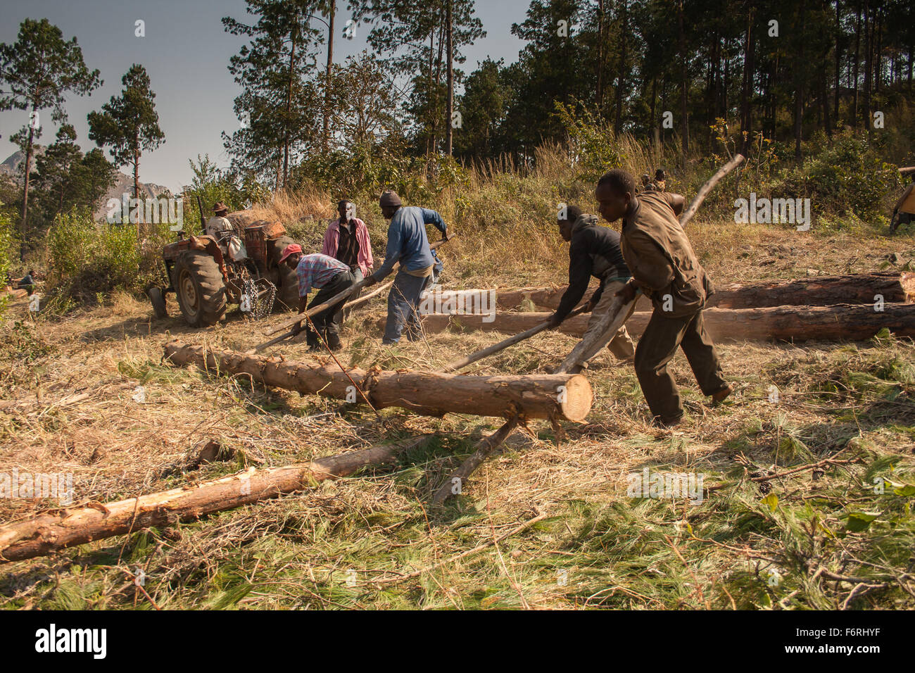 Timber extraction hi-res stock photography and images - Alamy