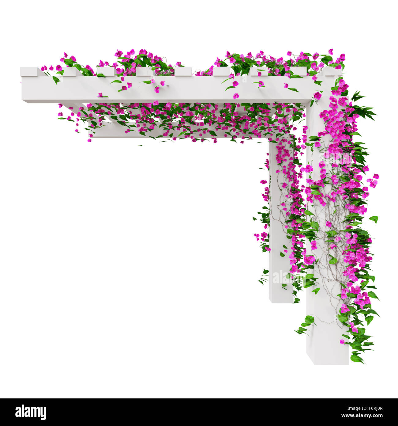 Climbing plant flowers, side view Stock Photo - Alamy