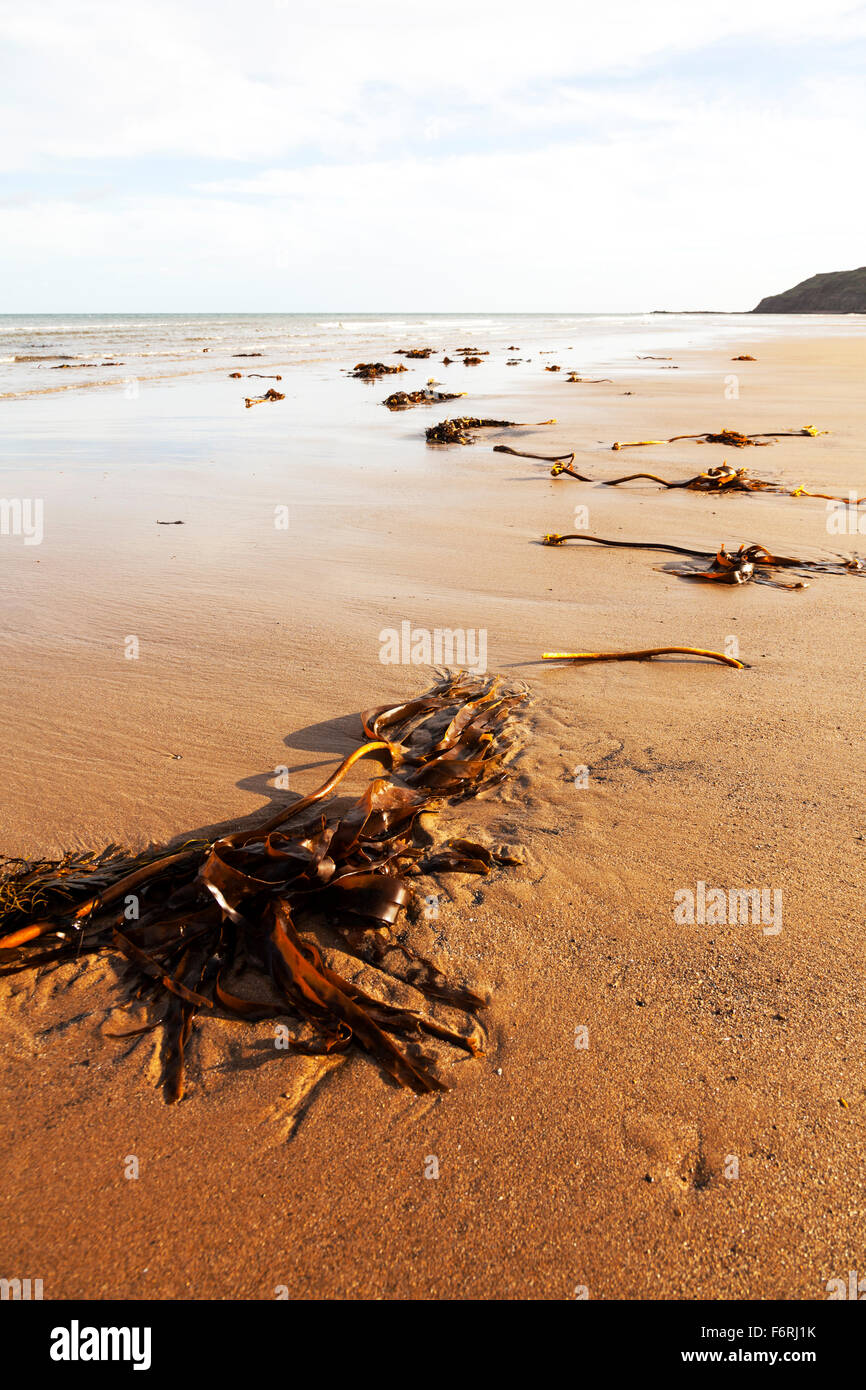 Kelp seaweed washed up on beach uprooted tide tidal shore shoreline ...