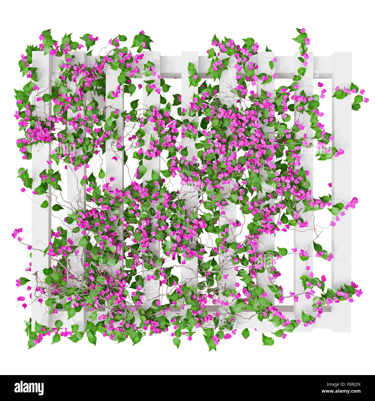 Flowers pink plant, top view Stock Photo - Alamy