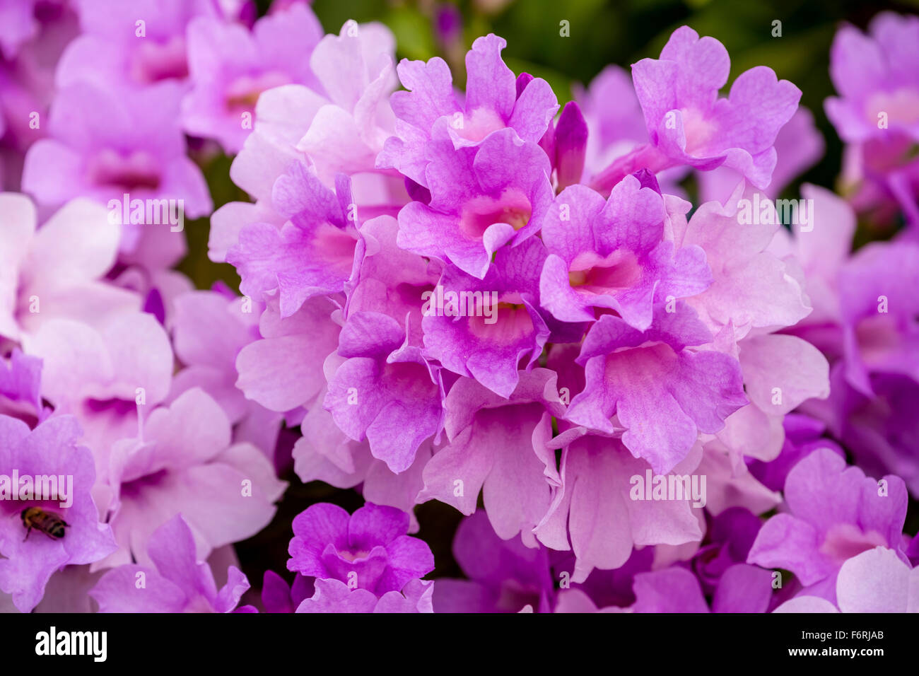 Skinner's hooded orchid (Cattleya skinneri), Viñales, Cuba, Pinar del ...