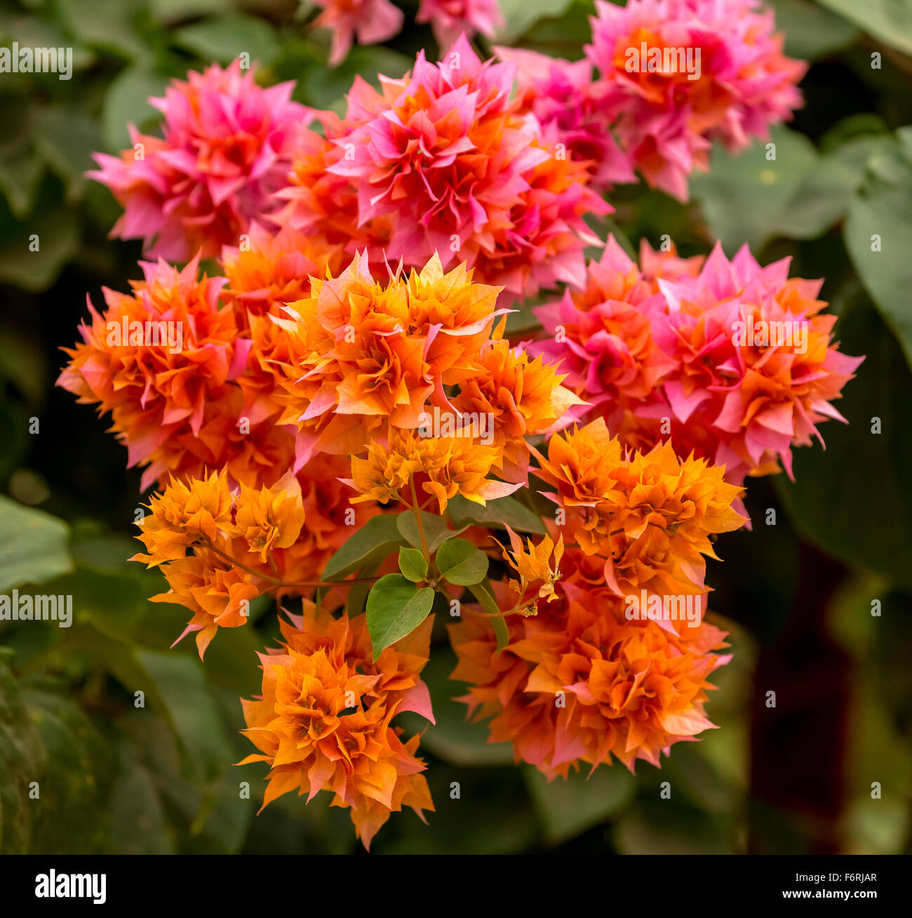 Flowering bougainvillea or Drilling flower (Bougainvillea glabra ...