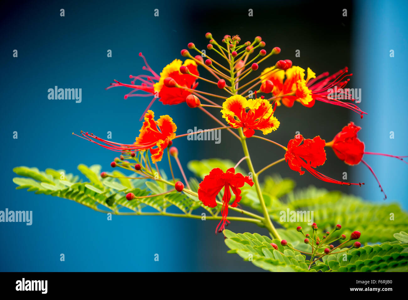 red yellow flowering plant in a decorative garden in Cuban Vinales ...