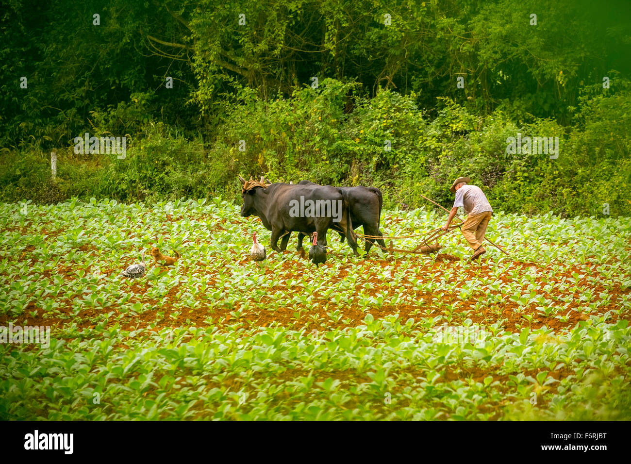 Tobacco fields hi-res stock photography and images - Alamy