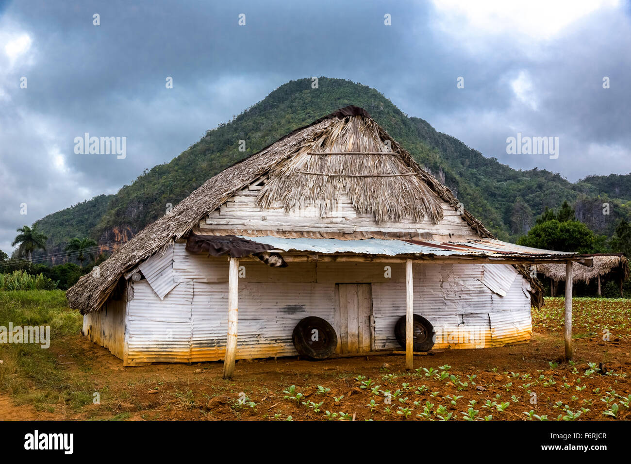 Tobacco drying in barn hi-res stock photography and images - Alamy
