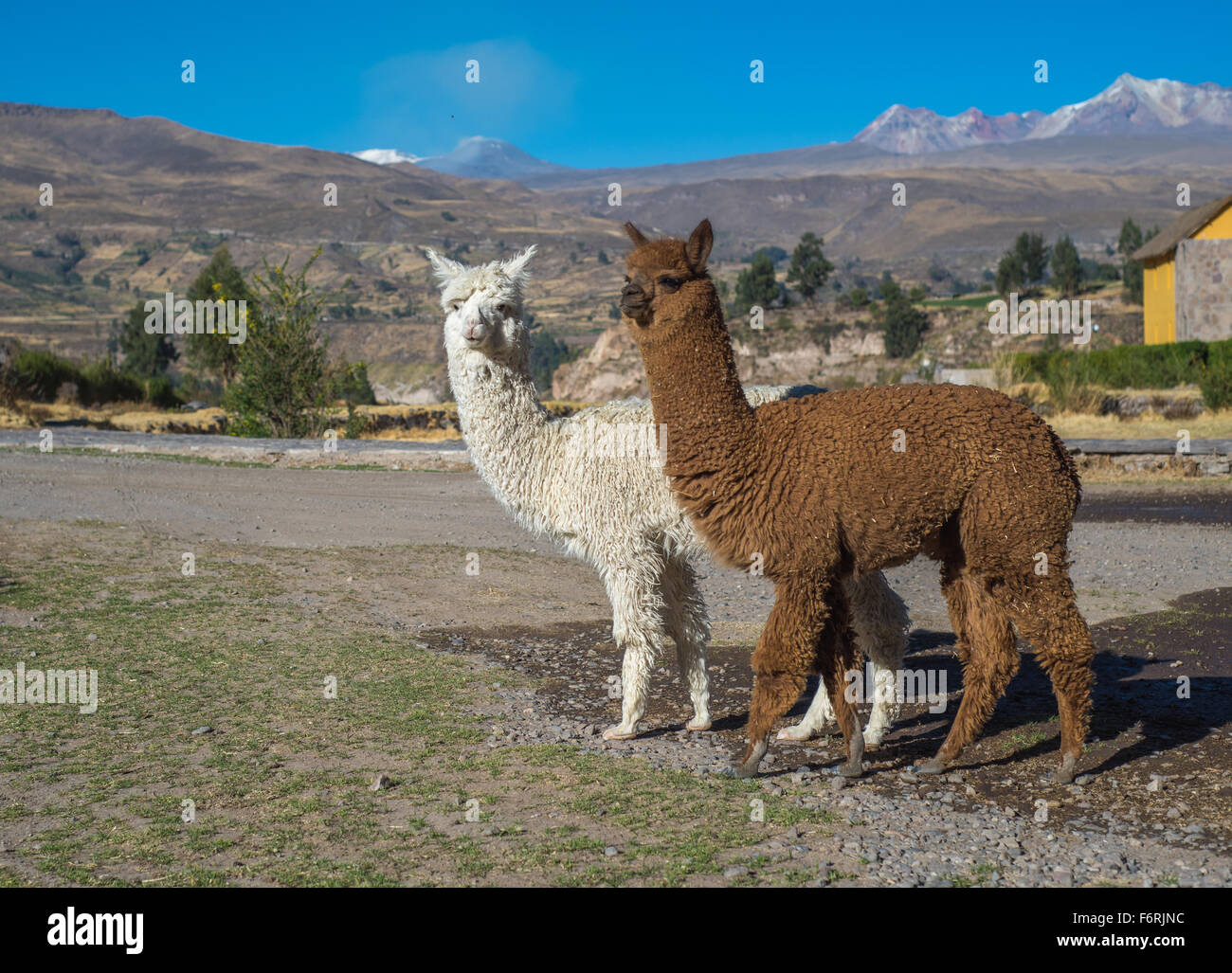 Two huacaya alpacas hi-res stock photography and images - Alamy