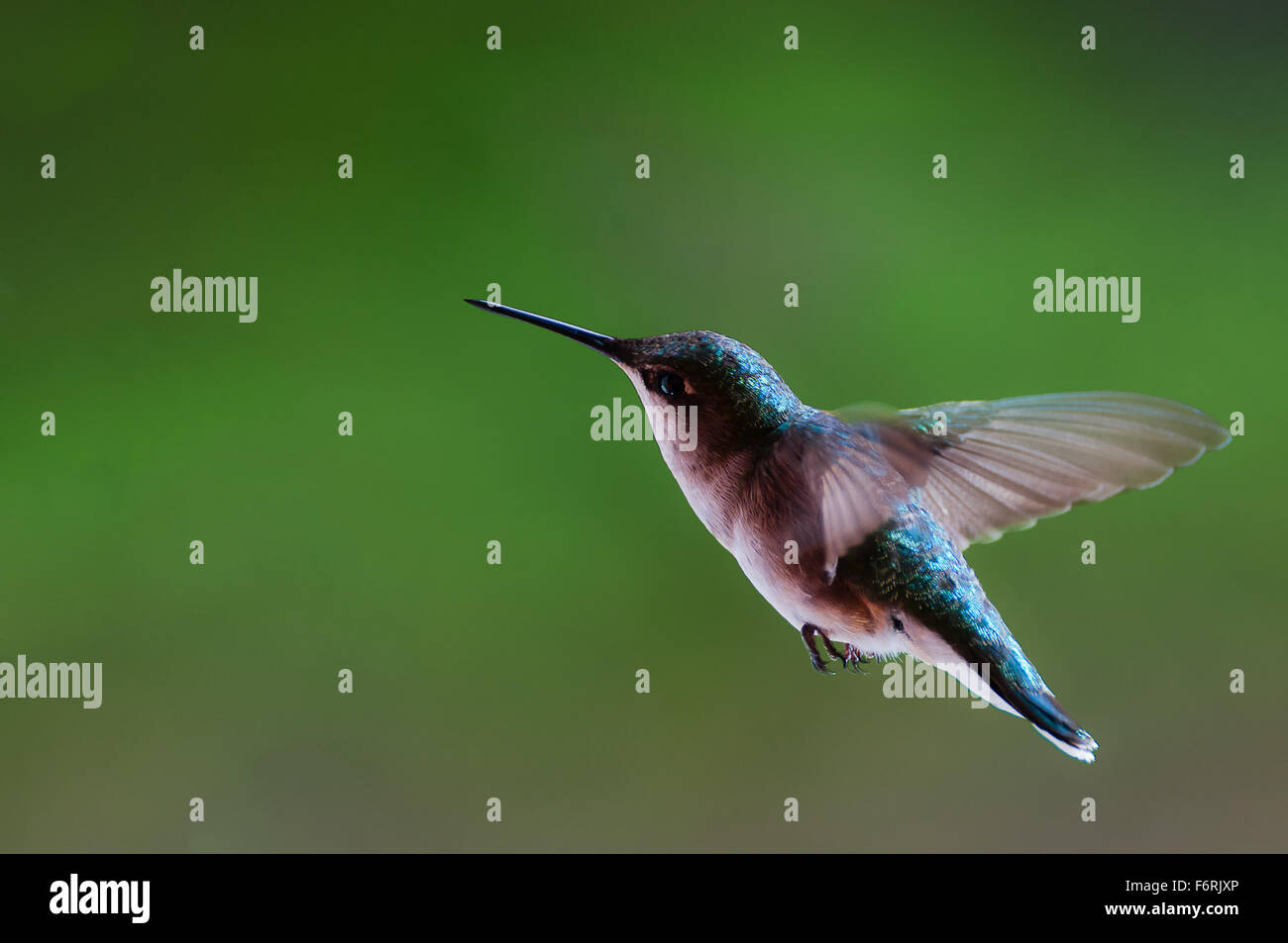 Hummingbird for banner hi-res stock photography and images - Alamy