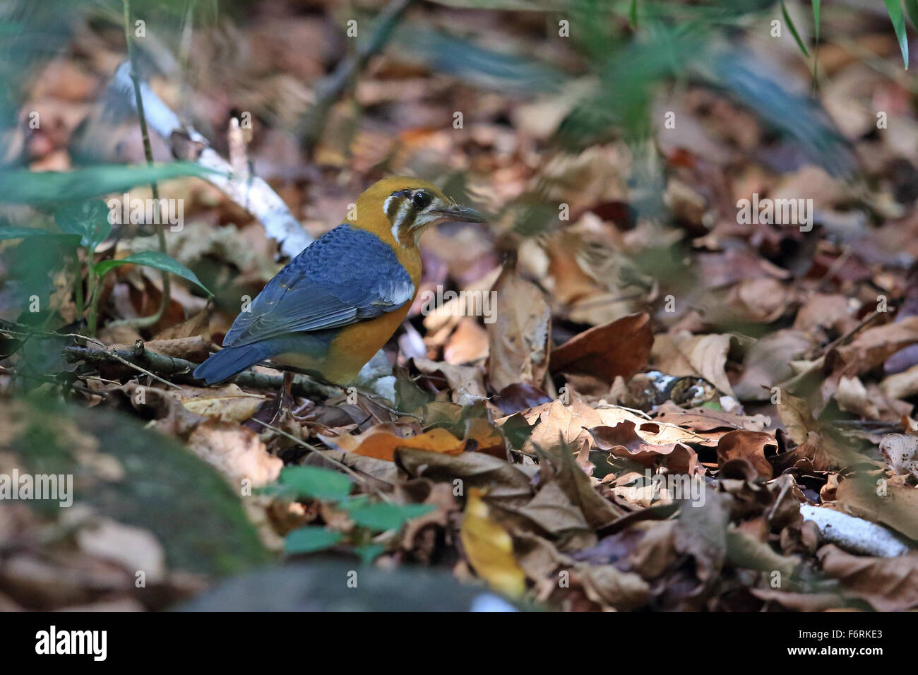 Orange-headed Thrush (Zoothera citrina cyanota Stock Photo - Alamy