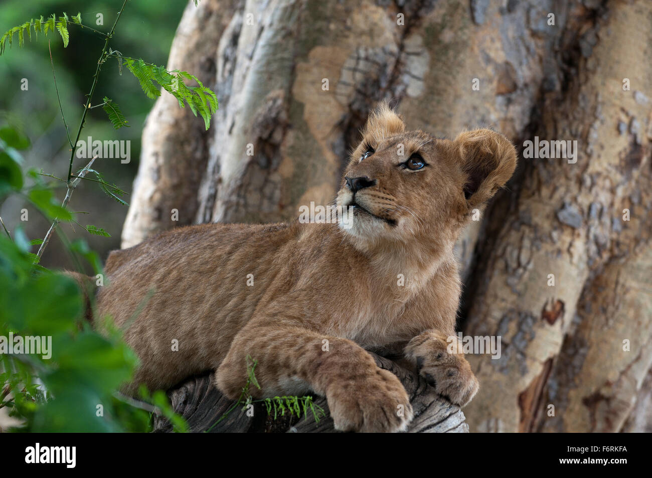 Lion on a Tree Stock Photo - Alamy