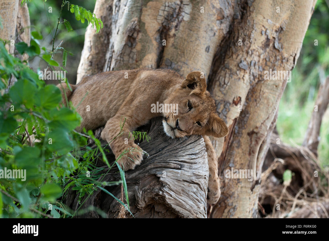 Lion on a Tree Stock Photo - Alamy