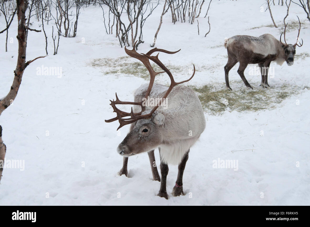 reindeer in snow Stock Photo - Alamy