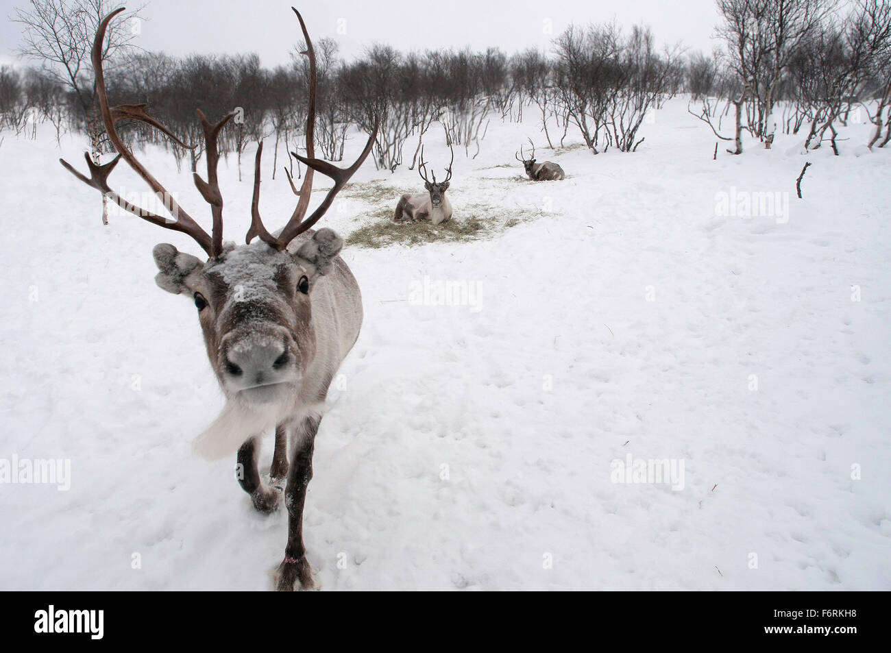 Reindeer snow hi-res stock photography and images - Alamy