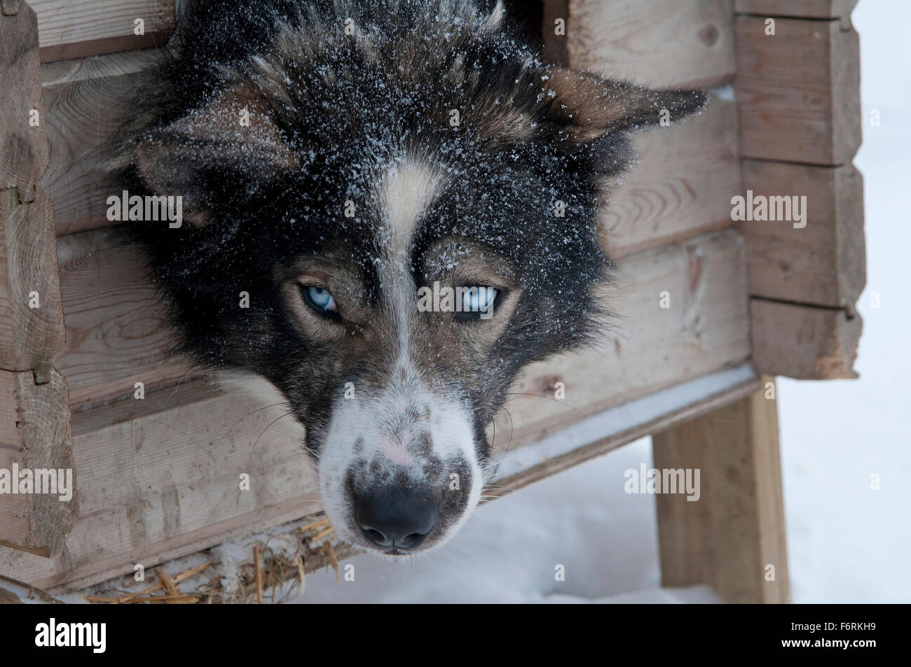 husky in dogs loft Stock Photo - Alamy