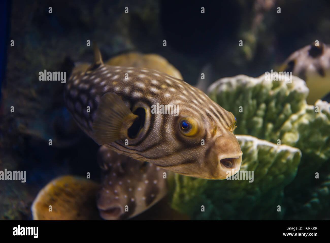 Spiny puffer hi-res stock photography and images - Alamy