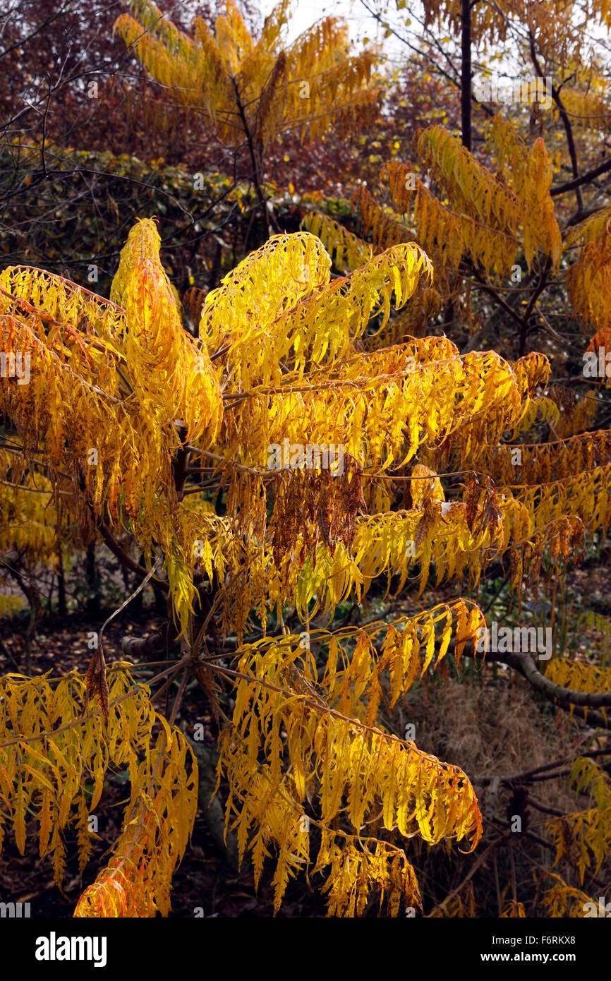 Stags horn sumach rhus typhina hi-res stock photography and images - Alamy