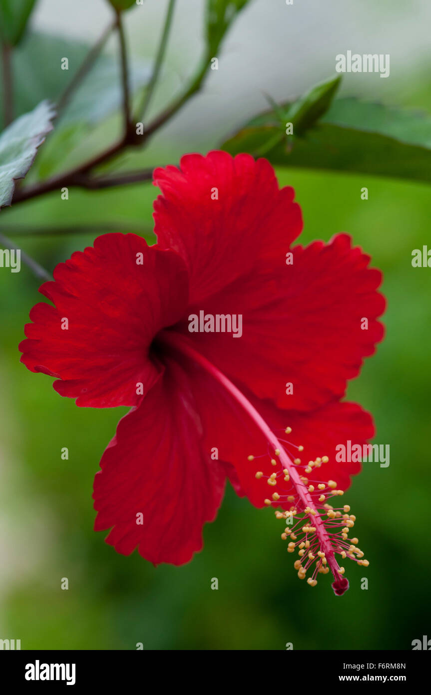 Hibiscus isolate hi-res stock photography and images - Alamy
