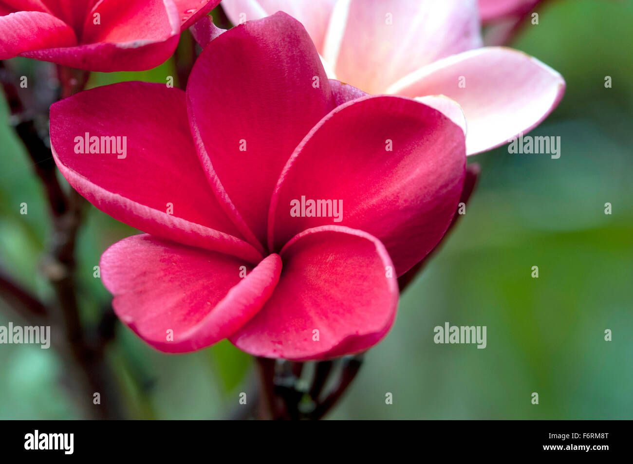red Plumaria Thailand Stock Photo - Alamy