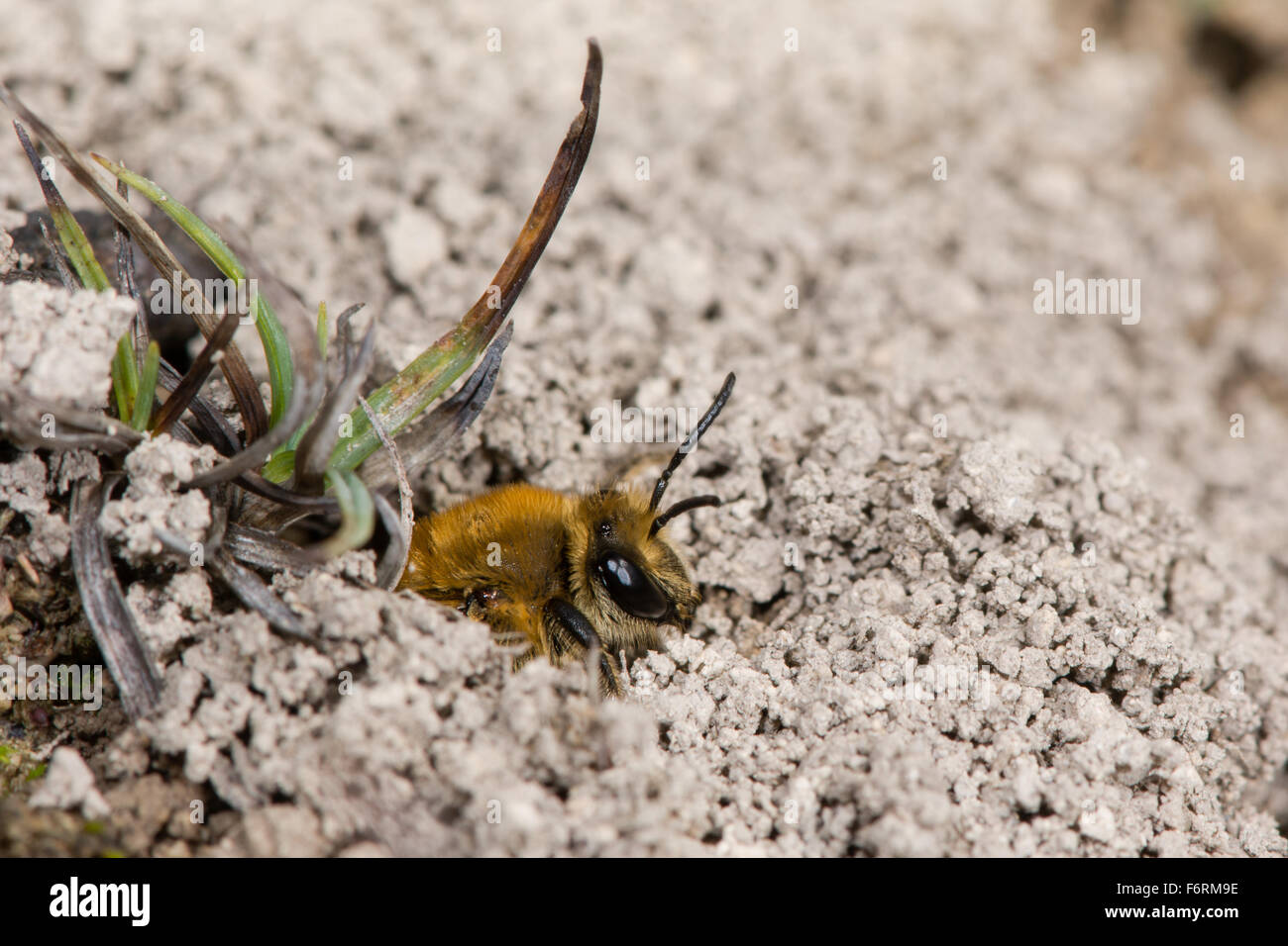 Ivy bee (Colletes hederae) emerging from burrow Stock Photo - Alamy