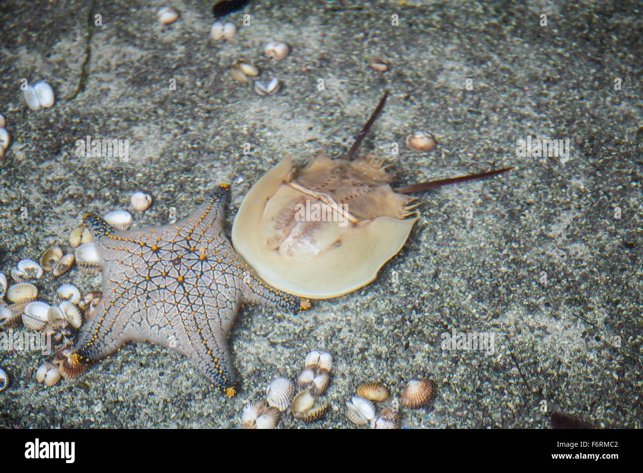 Horseshoe crab shell hi-res stock photography and images - Alamy