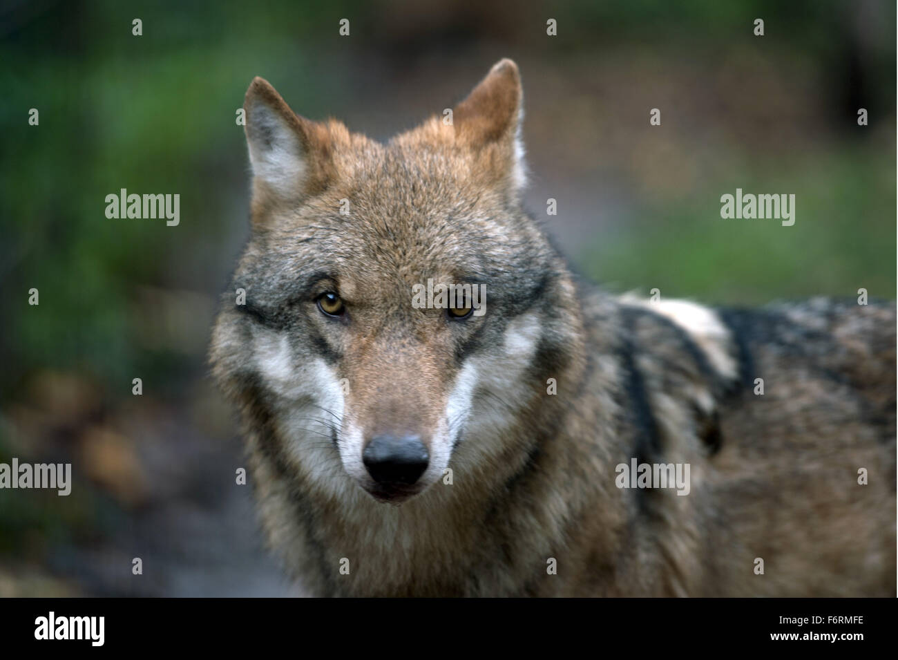 Moritzburg, Germany. 17th Nov, 2015. A wolf pictured in the im ...