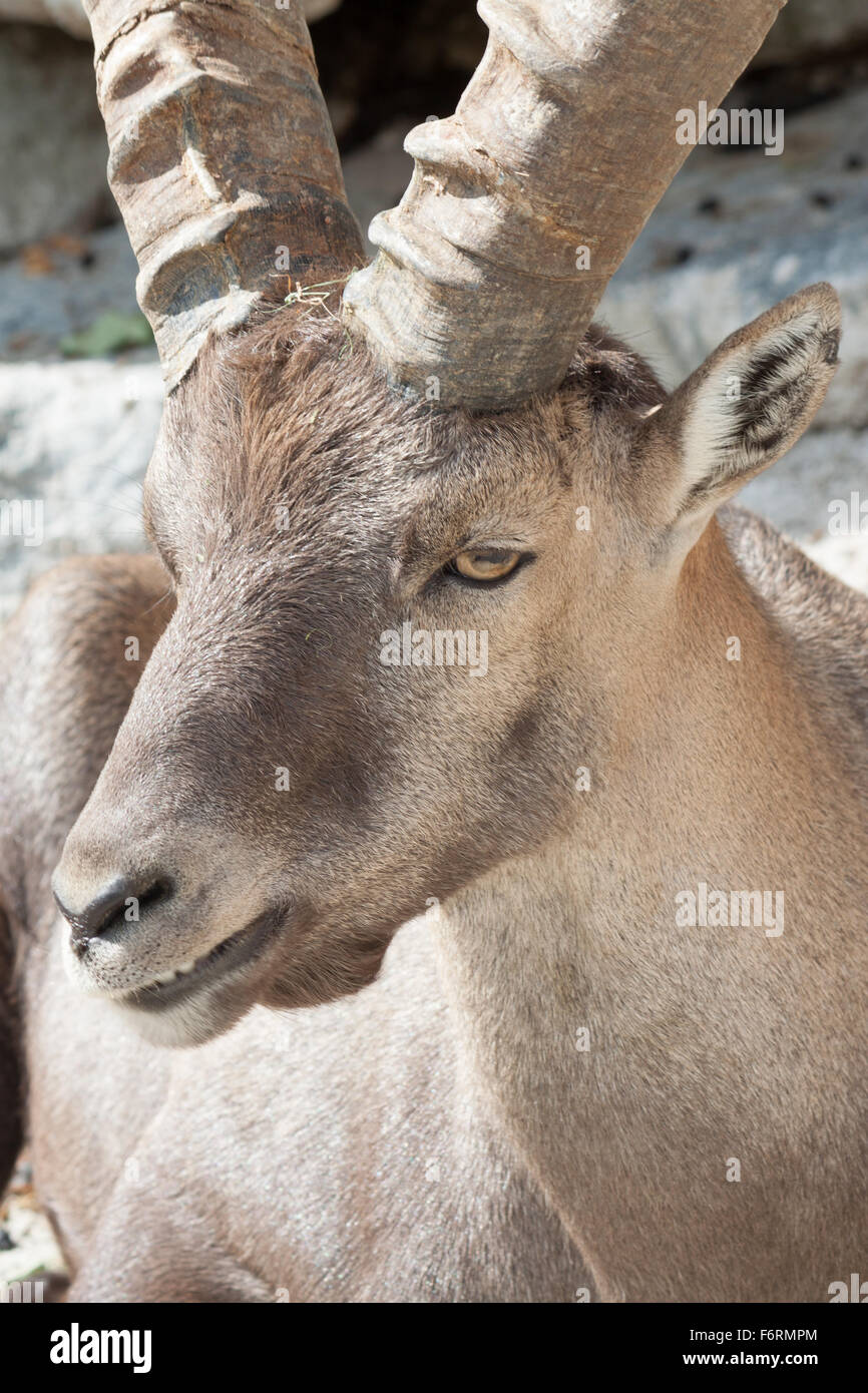 Astrology profile hi-res stock photography and images - Alamy