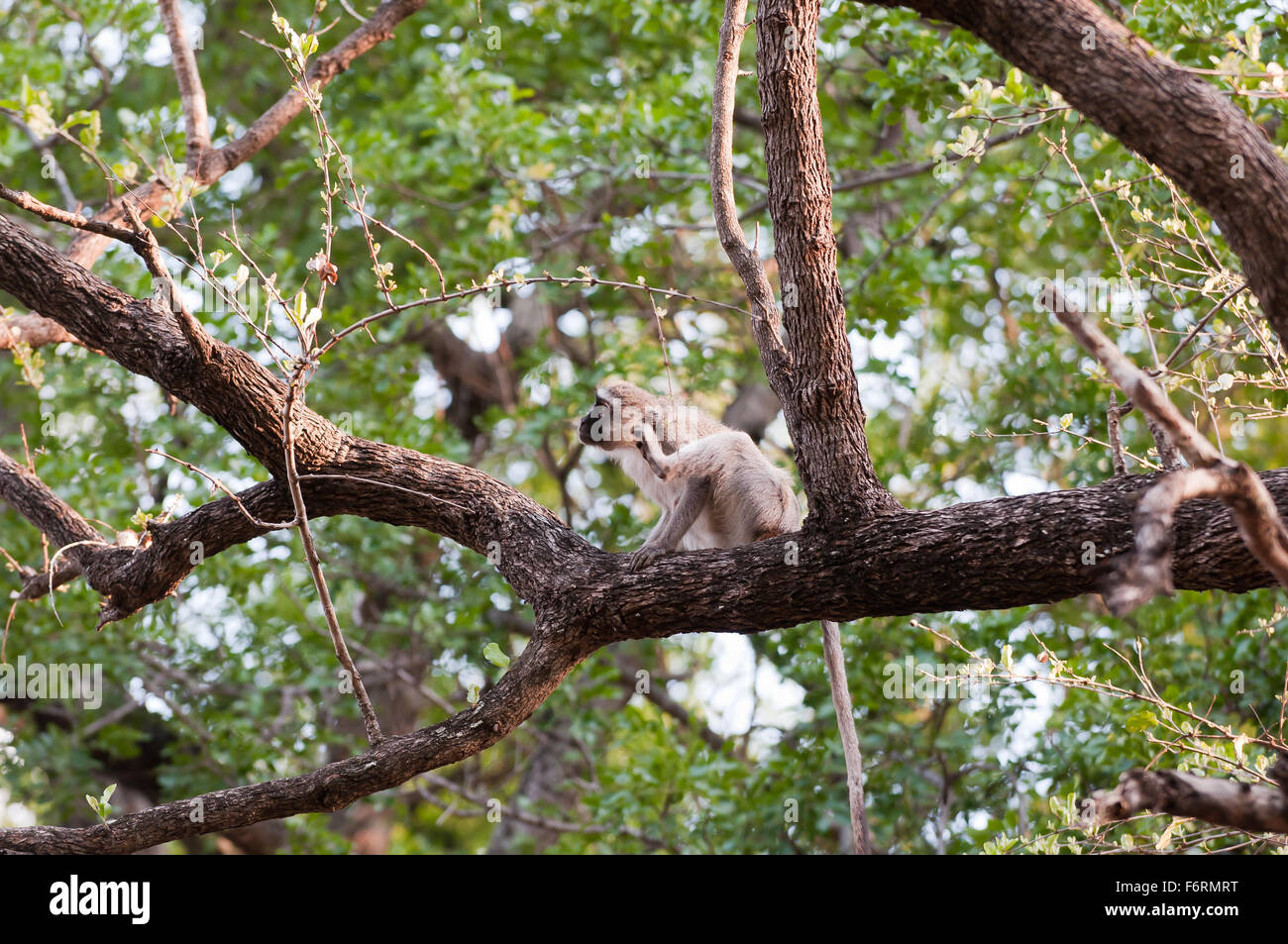Scratch Monkey High Resolution Stock Photography and Images - Alamy