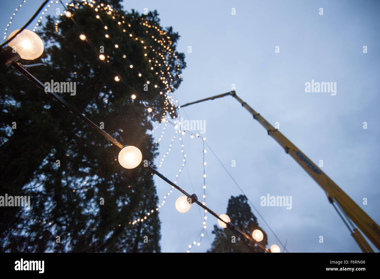 Wakehurst, UK. 19th Nov, 2015. UK’s tallest living Christmas tree is ...