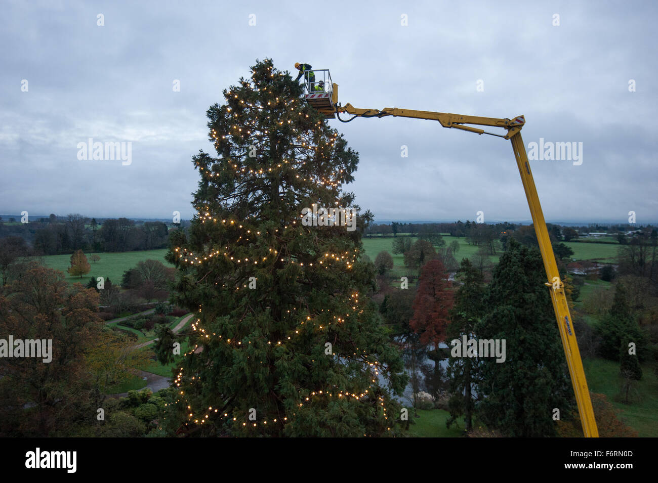 Wakehurst, UK. 19th Nov, 2015. UK’s tallest living Christmas tree is ...