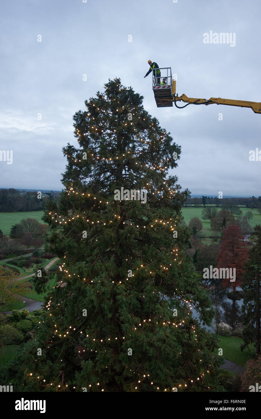 Wakehurst, UK. 19th Nov, 2015. UK’s tallest living Christmas tree is ...